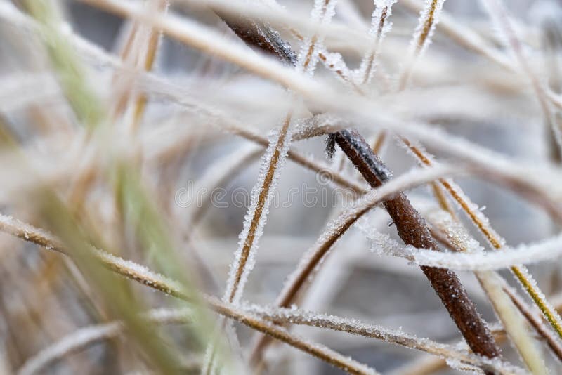 A Sharp Cold Snap Covered the Meadow with Still Green Grass Stock Image ...