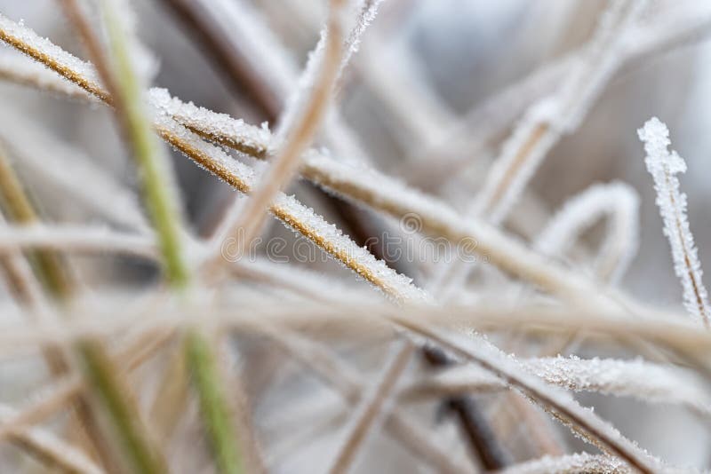 A Sharp Cold Snap Covered the Meadow with Still Green Grass Stock Photo ...