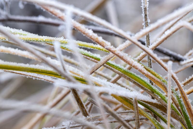 A Sharp Cold Snap Covered the Meadow with Still Green Grass Stock Image ...