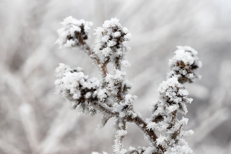 A Sharp Cold Snap Covered the Meadow with Still Green Grass Stock Image ...