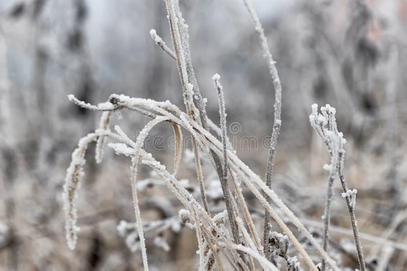 A Sharp Cold Snap Covered the Meadow with Still Green Grass Stock Image ...