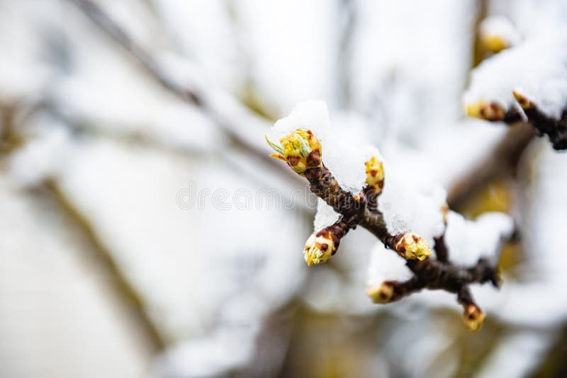 Sharp Cold Snap and Snowfall on Budding Trees in Spring. Stock Photo ...