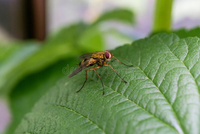 Sharp and Detailed Macro Shot of Unknown Small Insect Stock Photo ...