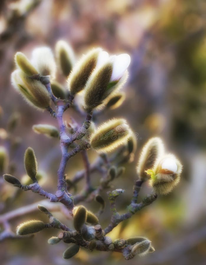 A Sharp and Detailed Photo of Nature Details in Springtime. a Sharp and ...