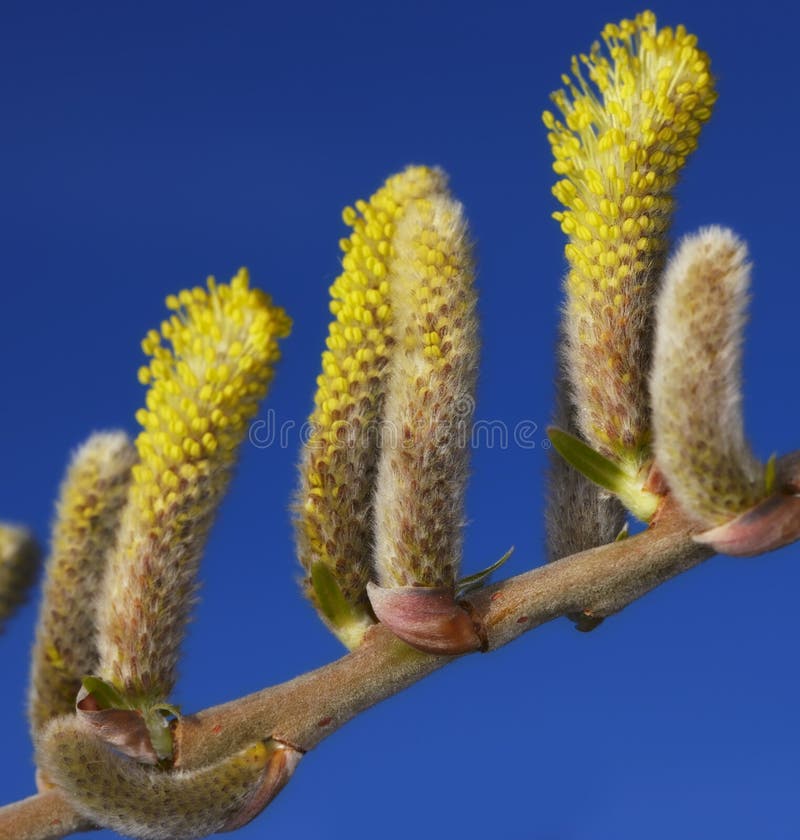 A Sharp and Detailed Photo of Nature Details in Springtime Stock Image ...