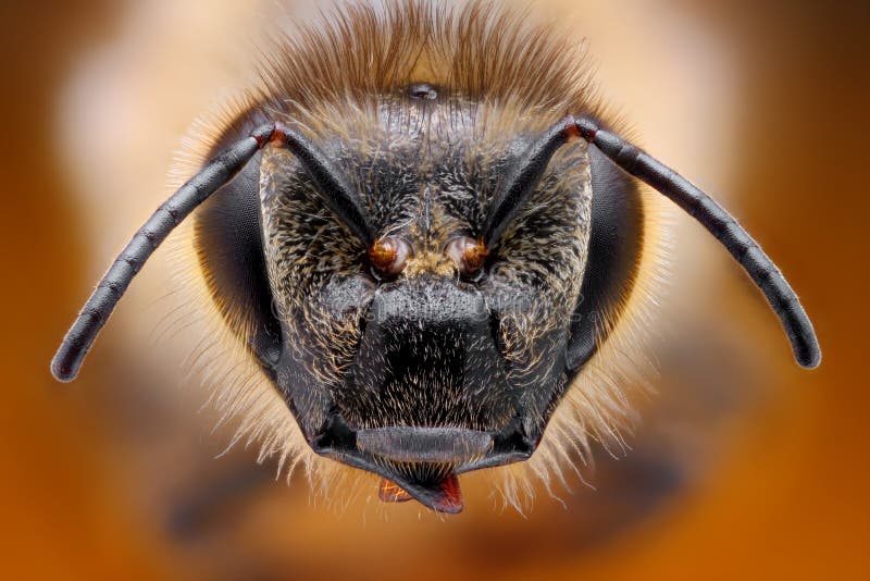 Sharp and Detailed Study of Bee Head Taken with Macro Objective Stacked ...