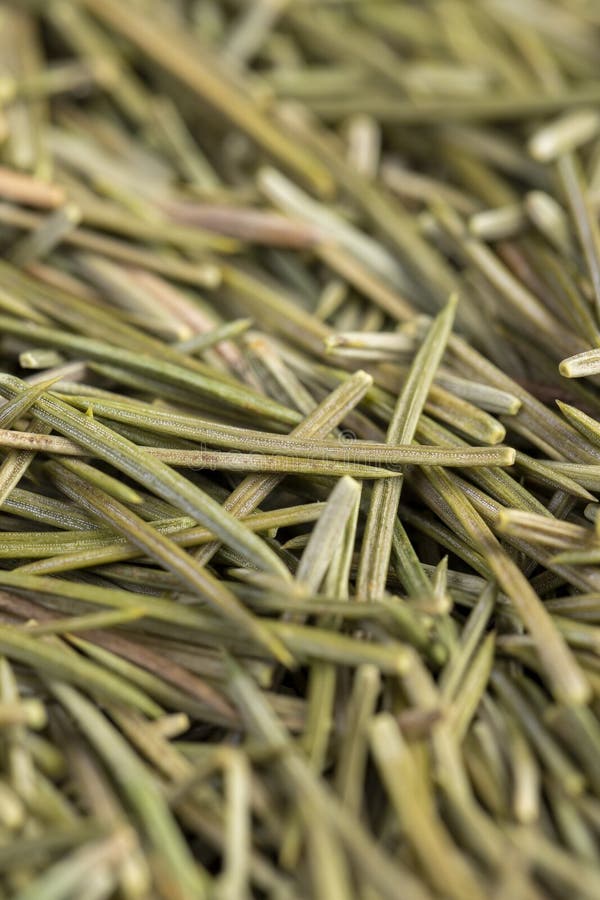 Sharp Dry Needles from the Christmas Tree Stock Photo - Image of large ...