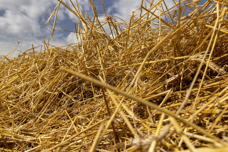 Golden Dry Stubble on Wheat in the Field in Summer Stock Image - Image ...