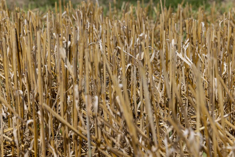 Golden Dry Stubble on Wheat in the Field in Summer Stock Photo - Image ...