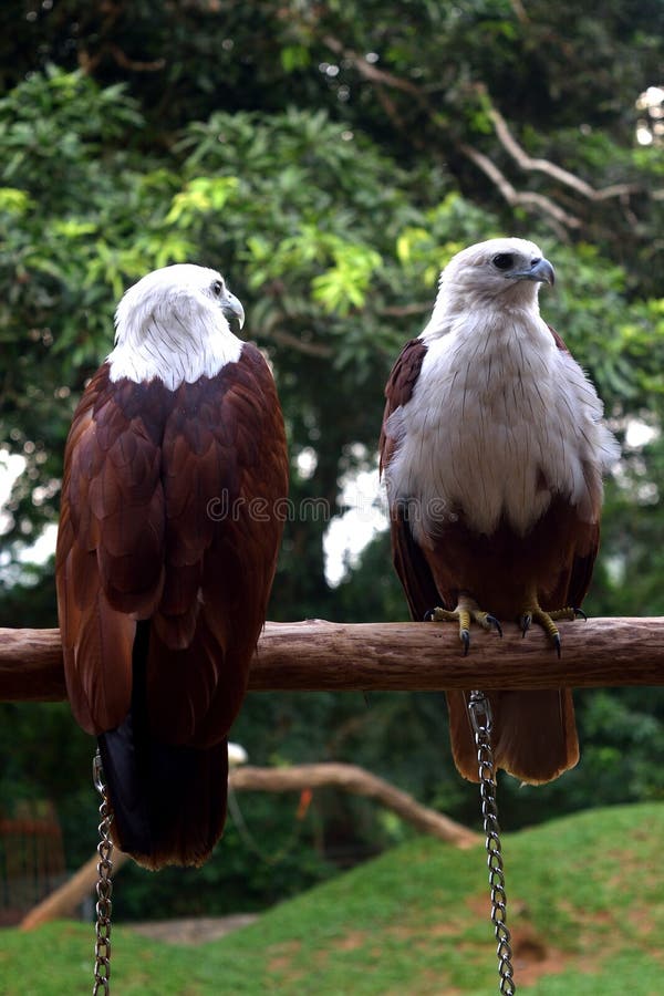 Sharp stock photo. Image of eagle, thought, beak, contemplation - 53756342