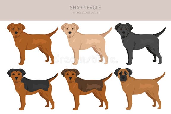 Sharp Eagle Clipart. Shar Pei - Beagle Mix Stock Vector - Illustration ...