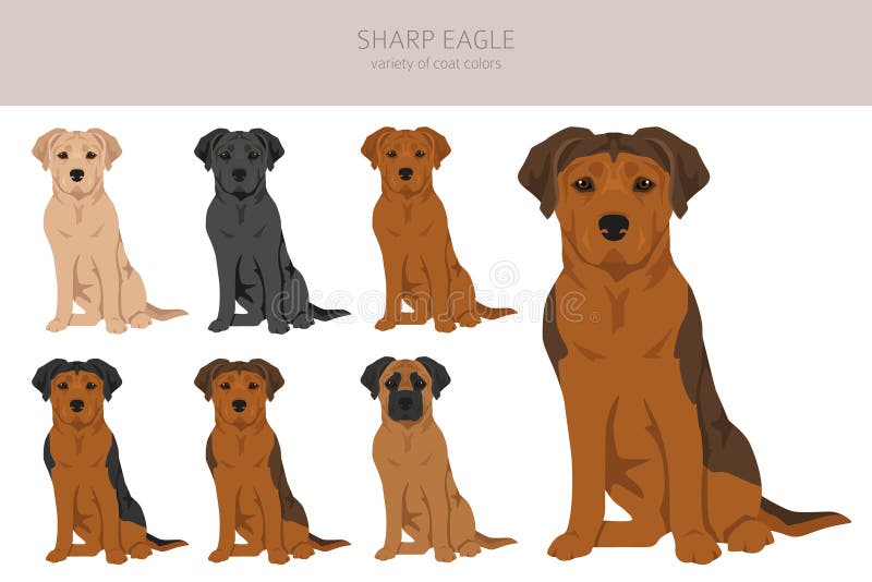 Sharp Eagle Clipart. Shar Pei - Beagle Mix Stock Vector - Illustration ...