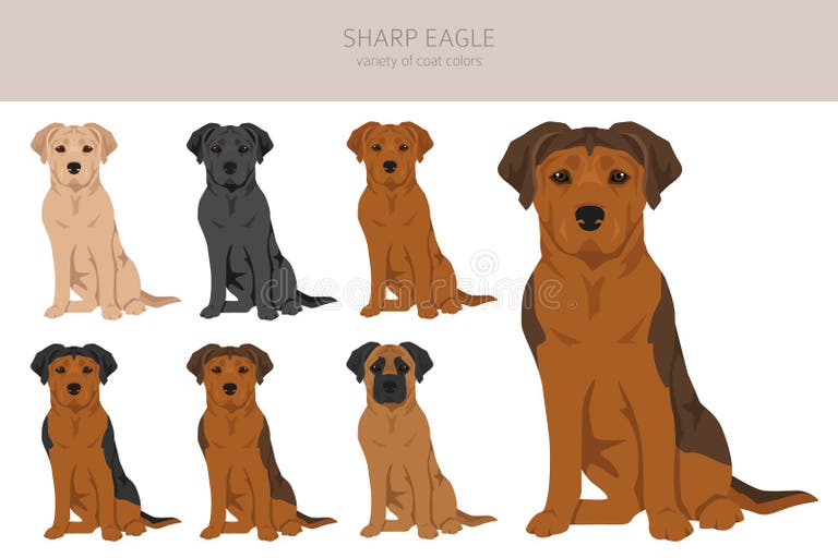 Sharp Eagle Clipart. Shar Pei - Beagle Mix Stock Vector - Illustration ...