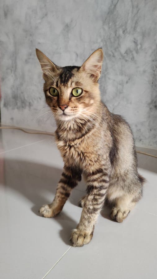 Sharp Ear Cat stock image. Image of carnivore, citizen - 267798219