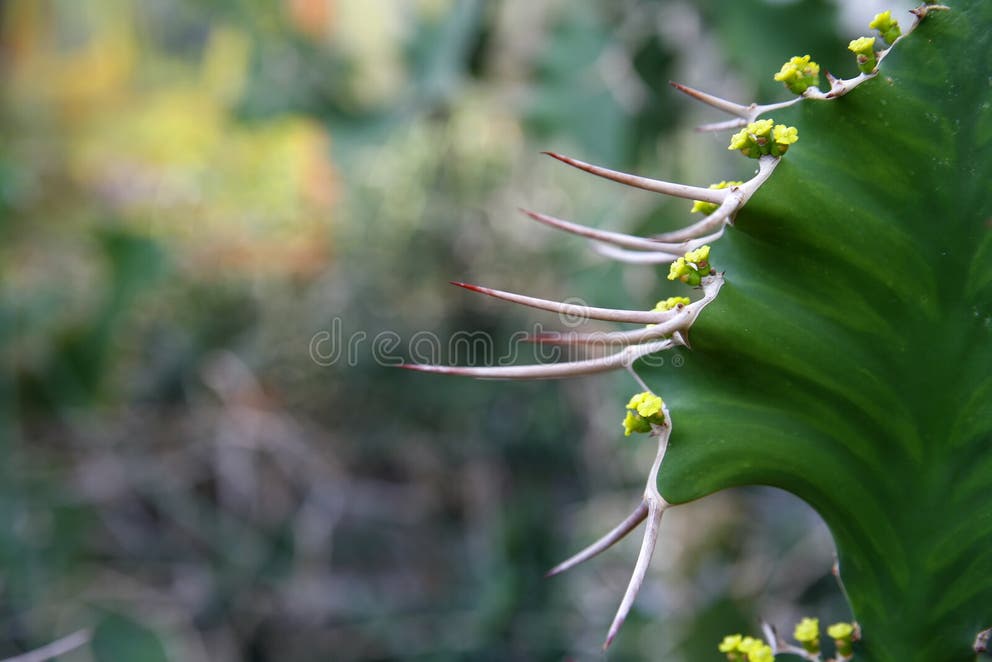 Sharp edge stock image. Image of texas, night, mountain - 1386571
