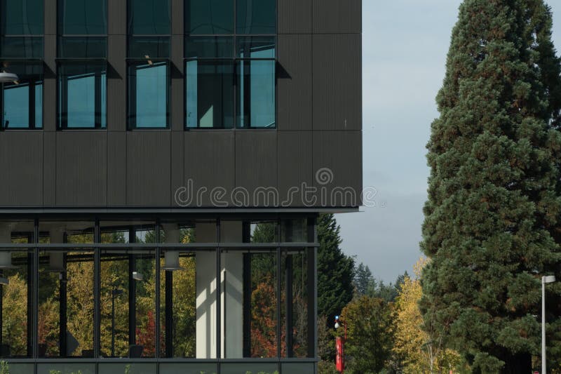 Sharp Edged Office Building with Golden Foliage Reflection in Windows ...