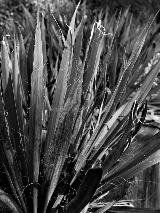 Sharp-edged plants stock image. Image of light, plants - 261952929