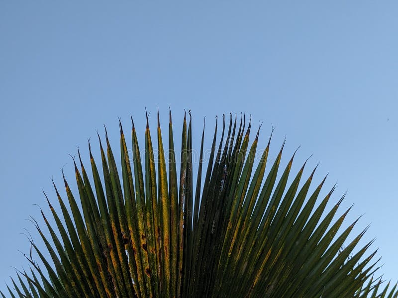 Sharp Edges of the Leaves, Sky Background Stock Image - Image of plant ...