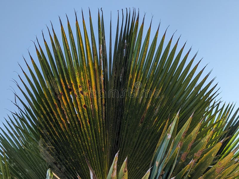 Sharp Edges of the Leaves, Sky Background Stock Photo - Image of blue ...