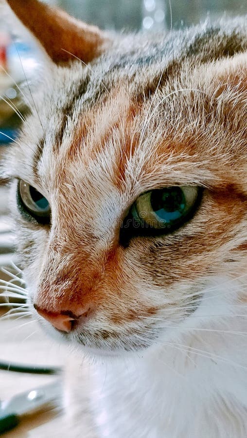 Sharp eye of my cat stock image. Image of sharp, kitten - 379745015