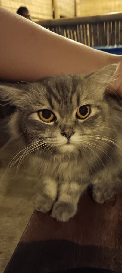 Sharp eyes cat stock photo. Image of pets, animal, sharp - 302541596