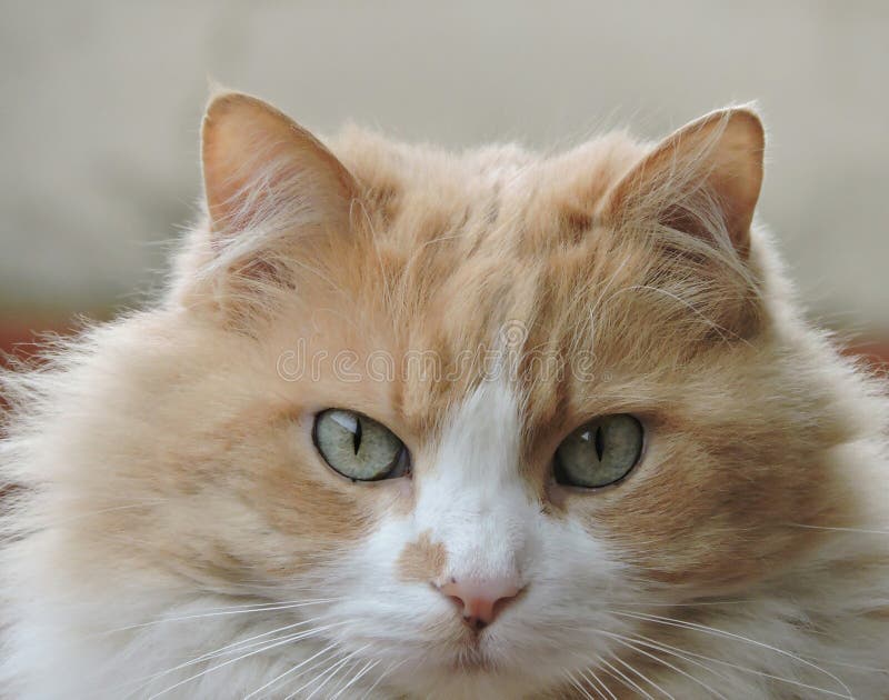 Sharp Eyes of a Cat Close Up Image Stock Image - Image of wild ...