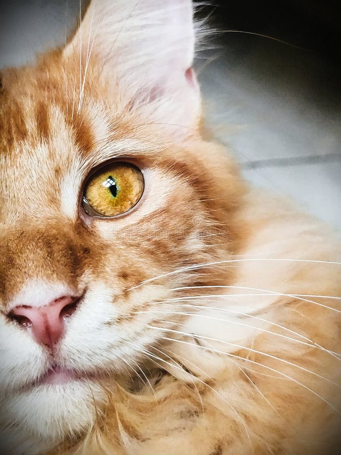 The Sharp Eyes of the Orange Cat Stock Photo - Image of head, organ ...