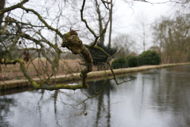Sharp Focus on Bare Branch Over a River - Winter Tree, Moss & Lichen ...