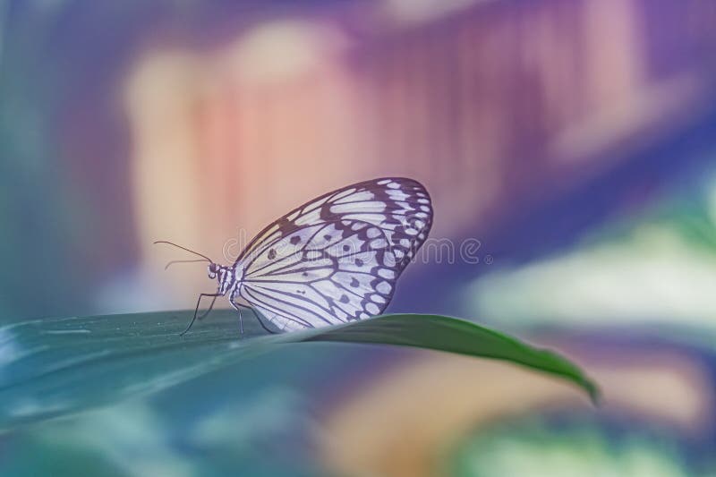 A Sharp-focused Image of a Butterfly on a Leaf Edge, with Distinctive ...