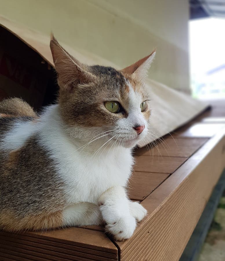The Sharp Forward Gaze of a Tabby Cat Stock Photo - Image of tabby ...