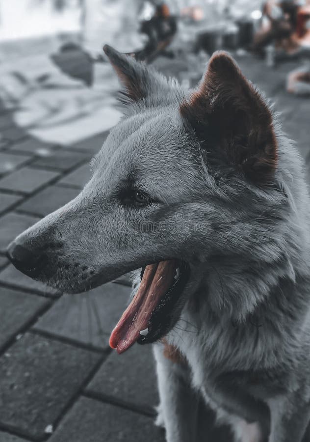 The Sharp Gaze of a Dog Waiting for the Master Stock Photo - Image of ...
