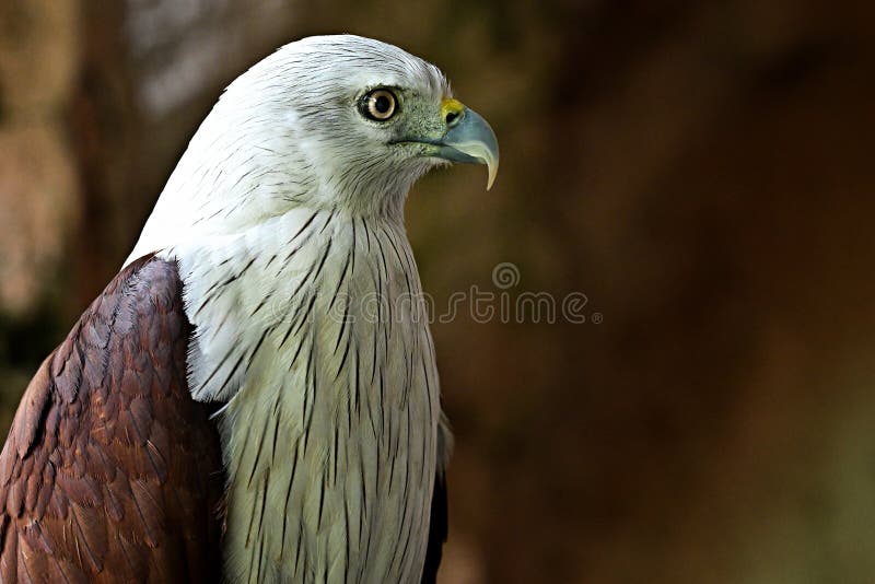 The Sharp Gaze of the Eagle S Eyes Stock Image - Image of eagles ...
