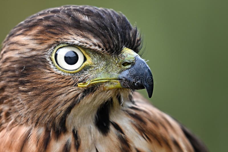 The Sharp Gaze of the Eagle S Eyes Stock Image - Image of birding, prey ...