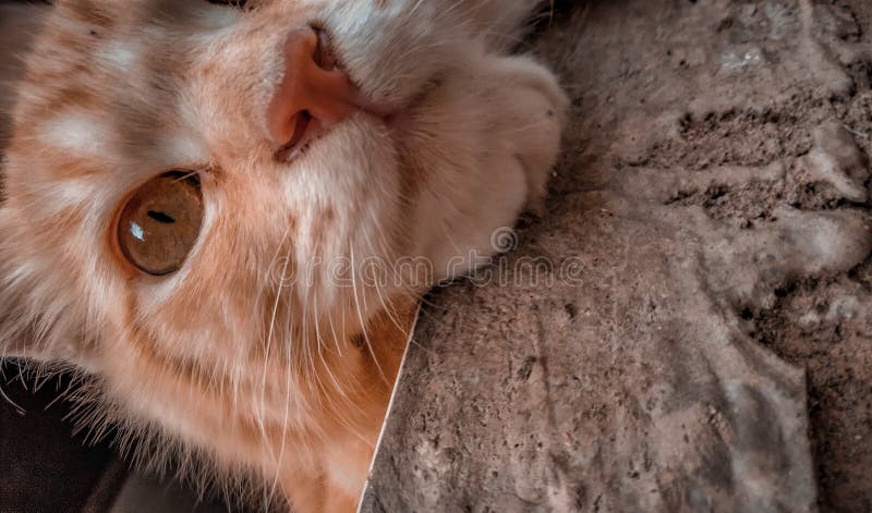 The Sharp Gaze of an Orange Cat Stock Image - Image of gaze, animal ...