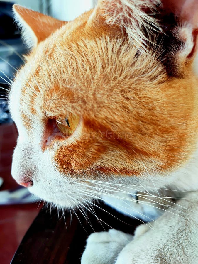 The Sharp Gaze of an Orange Cat. Stock Photo - Image of beautiful ...