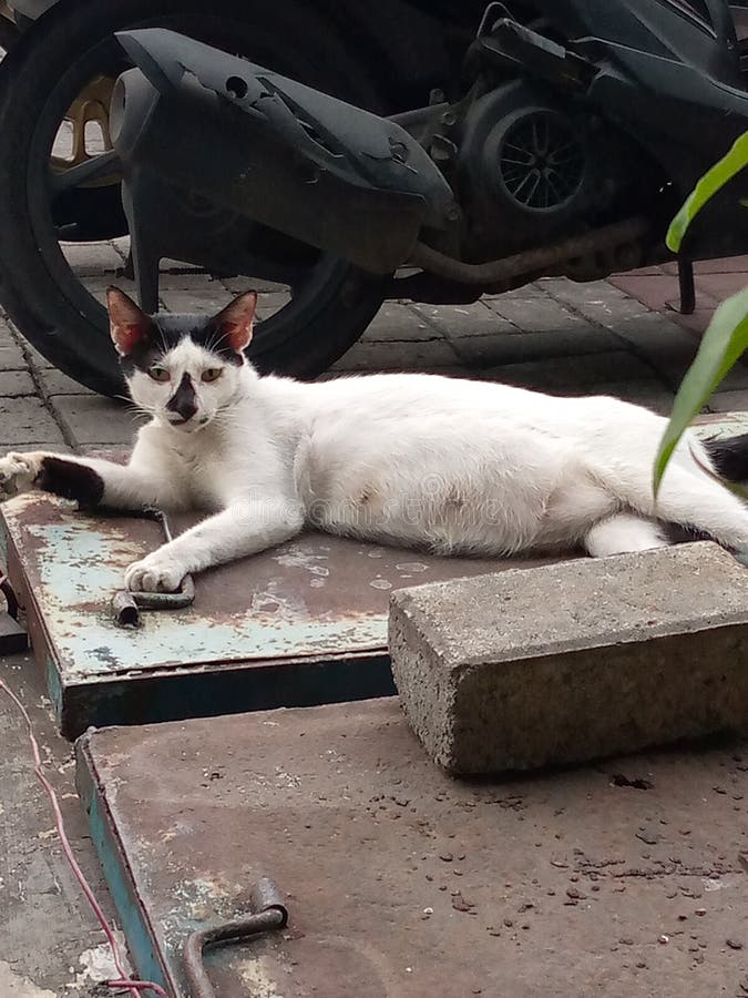 The Sharp Gaze of a Stray Cat that Might Be Distracted. Stock Image ...