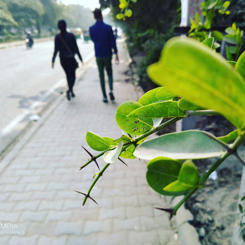 Sharp Green with Blur Background Stock Photo - Image of leaves, cool ...