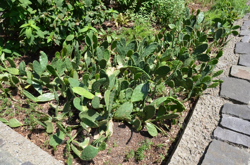 Sharp Green Cactus Plants with Stone Tiles Stock Photo - Image of tiles ...
