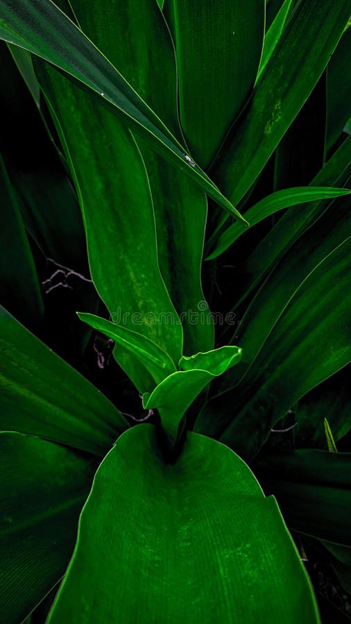 Sharp green leaves stock photo. Image of pointed, shoots - 266115900
