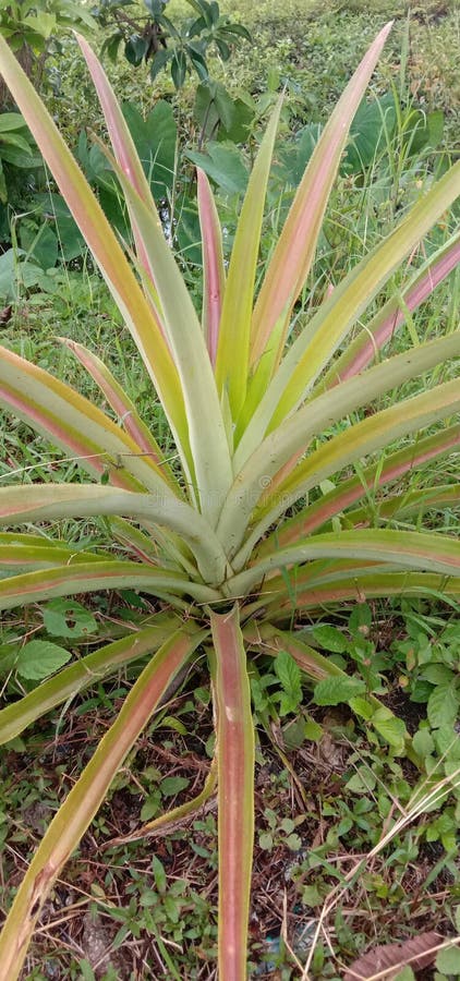 The Sharp Green Pineapple Tree Has Pink Hues Stock Photo - Image of ...