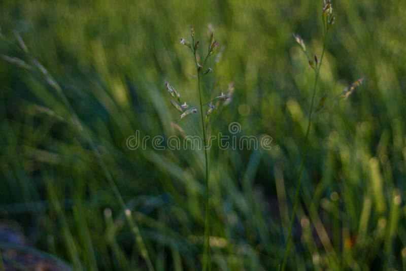 Sharp Image of Grass Blades Stock Photo - Image of background ...