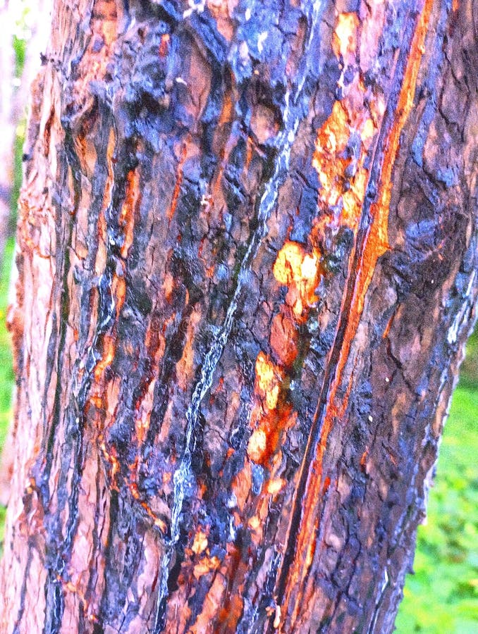 Sharp Knife Incision Marks on the Bark of a Rubber Tree because the Sap ...