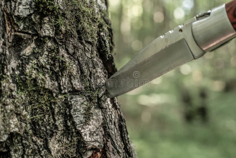 Sharp Knife Stuck into a Tree Trunk Close-up Stock Photo - Image of ...
