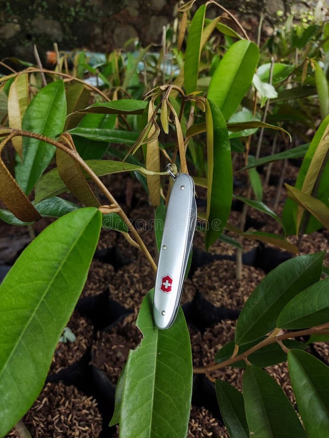 A Sharp Knife To Cut an Object Including Trees and Plant Branches Stock ...