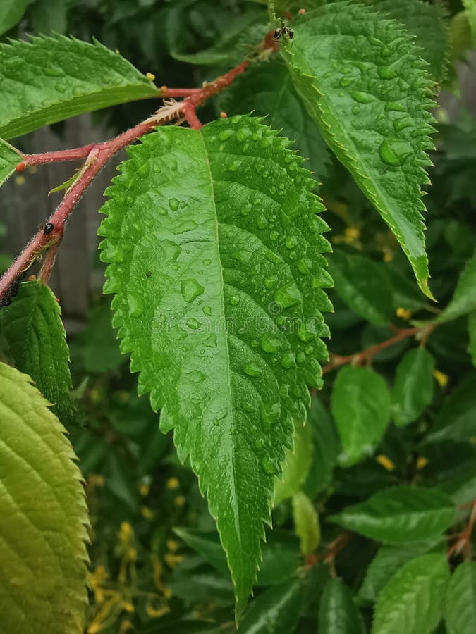 Sharp Leaf with dew drop stock photo. Image of green - 221999860