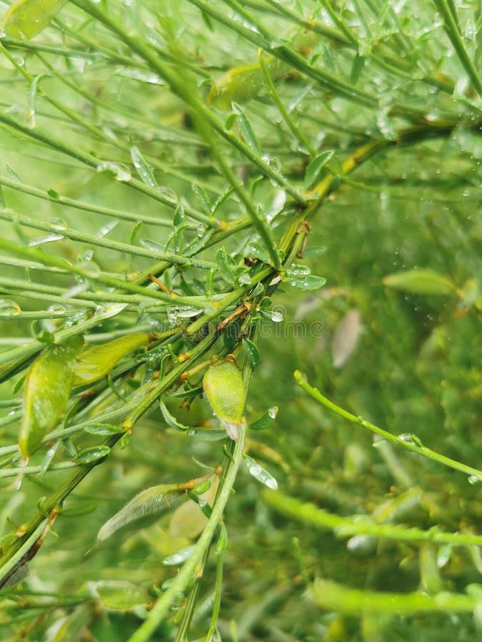 Sharp Leaf with dew drop stock photo. Image of tree - 221999866