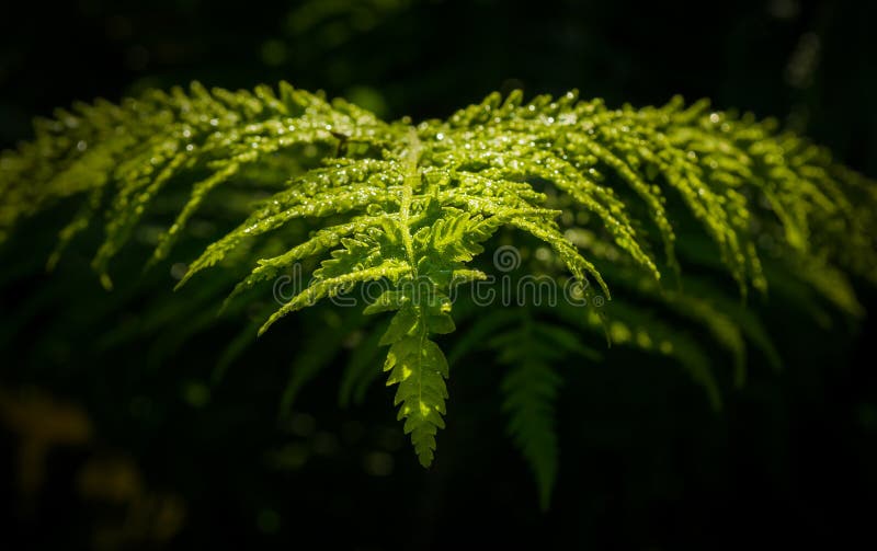 Sharp leaf of fern stock image. Image of geometric, sunlight - 47580599