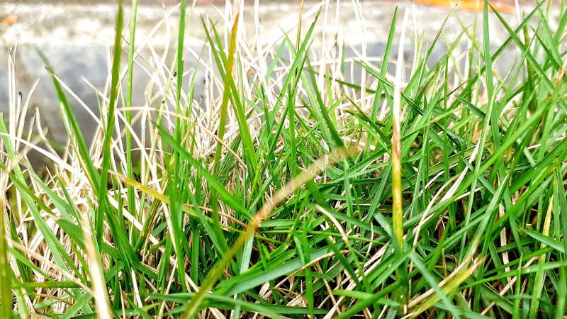 The Sharp Leaf Grass Started To Turn Yellow Stock Image - Image of ...