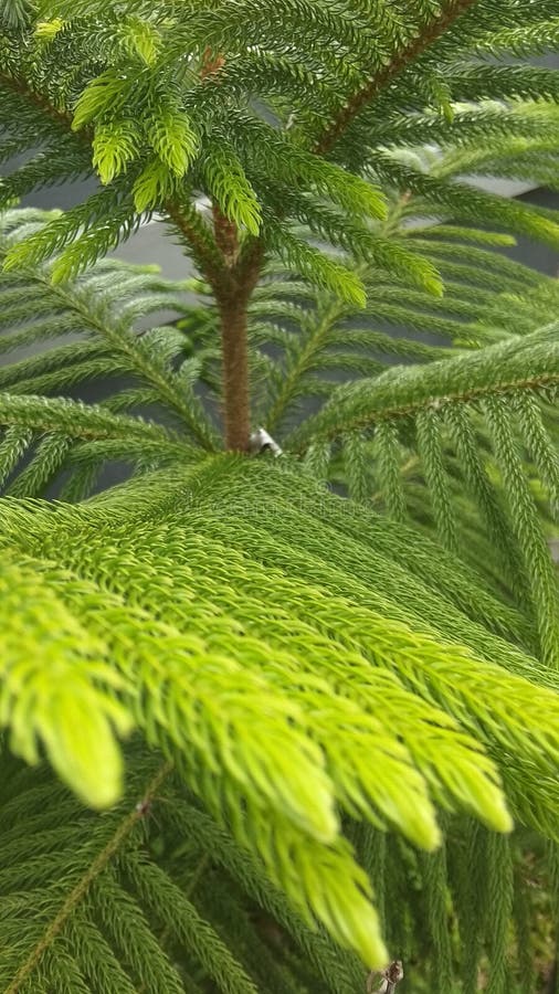 Sharp Leafy Tree stock photo. Image of flower, fern - 209211584