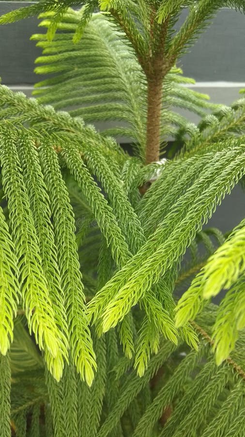 Sharp Leafy Tree stock image. Image of produce, branch - 209211619